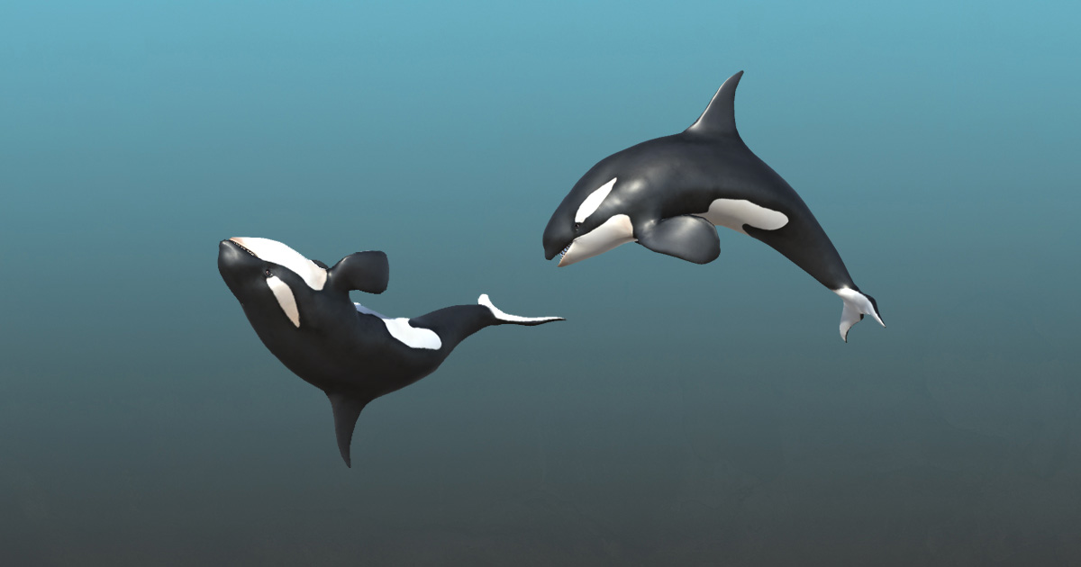 Animal Killer Whale (Short Version) | 3D Characters | Unity Asset Store