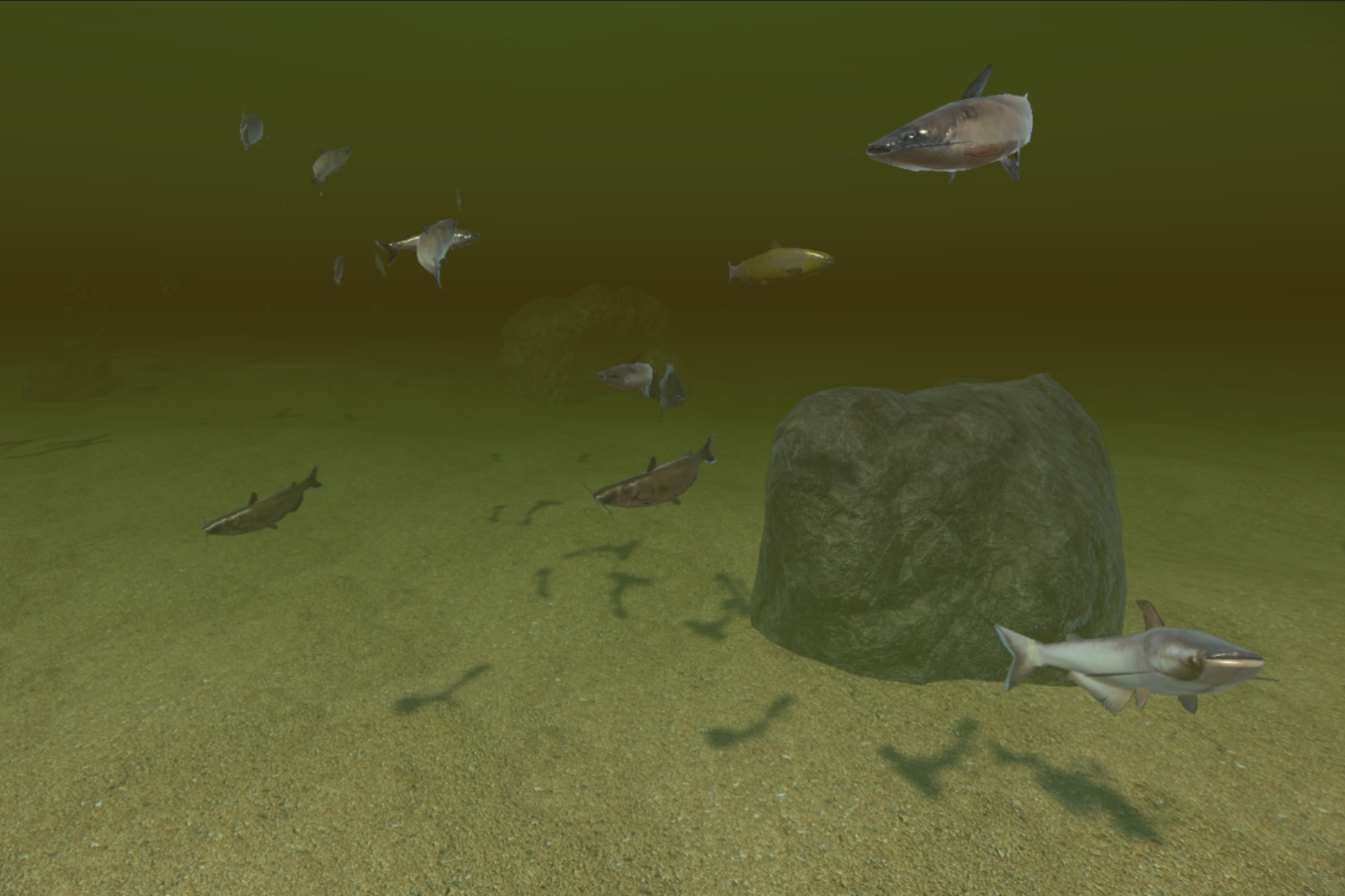Freshwater fish complete pack URP | Characters | Unity Asset Store
