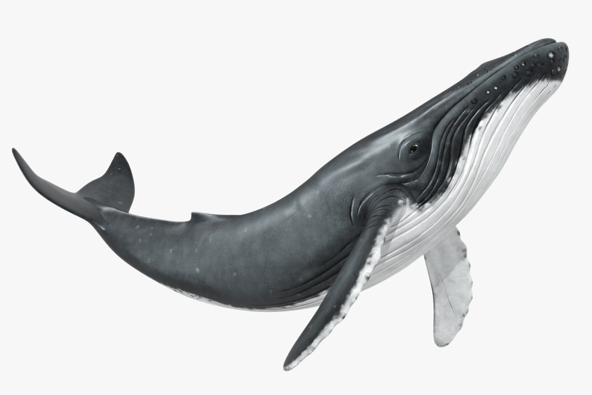 Humpback Whale (Animated) | Characters | Unity Asset Store