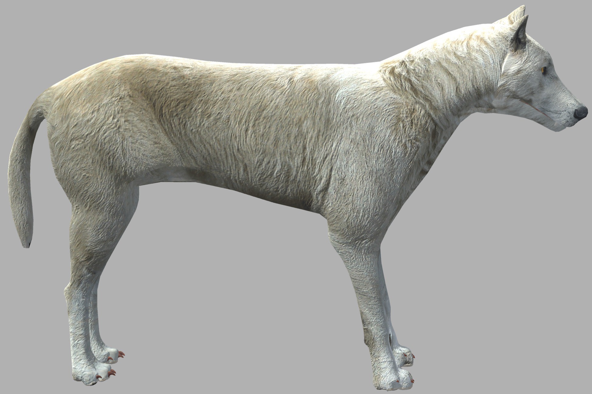 Wolf (Canis lupus) | Characters | Unity Asset Store