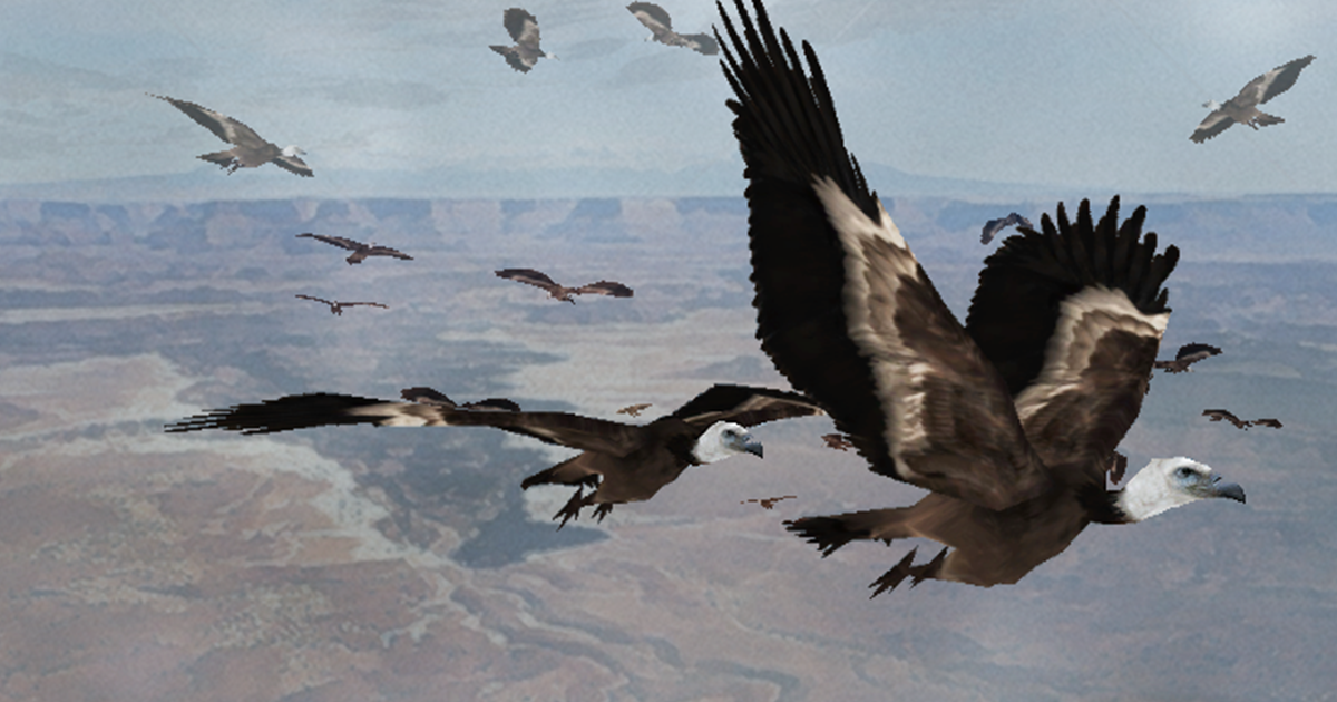 Bird Flock: Vulture | Characters | Unity Asset Store