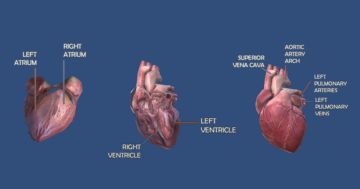 Animated Heart AR VR | 3D 캐릭터 | Unity Asset Store