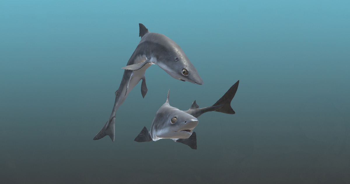 Animal Fish DogFish (Short Version) | Characters | Unity Asset Store