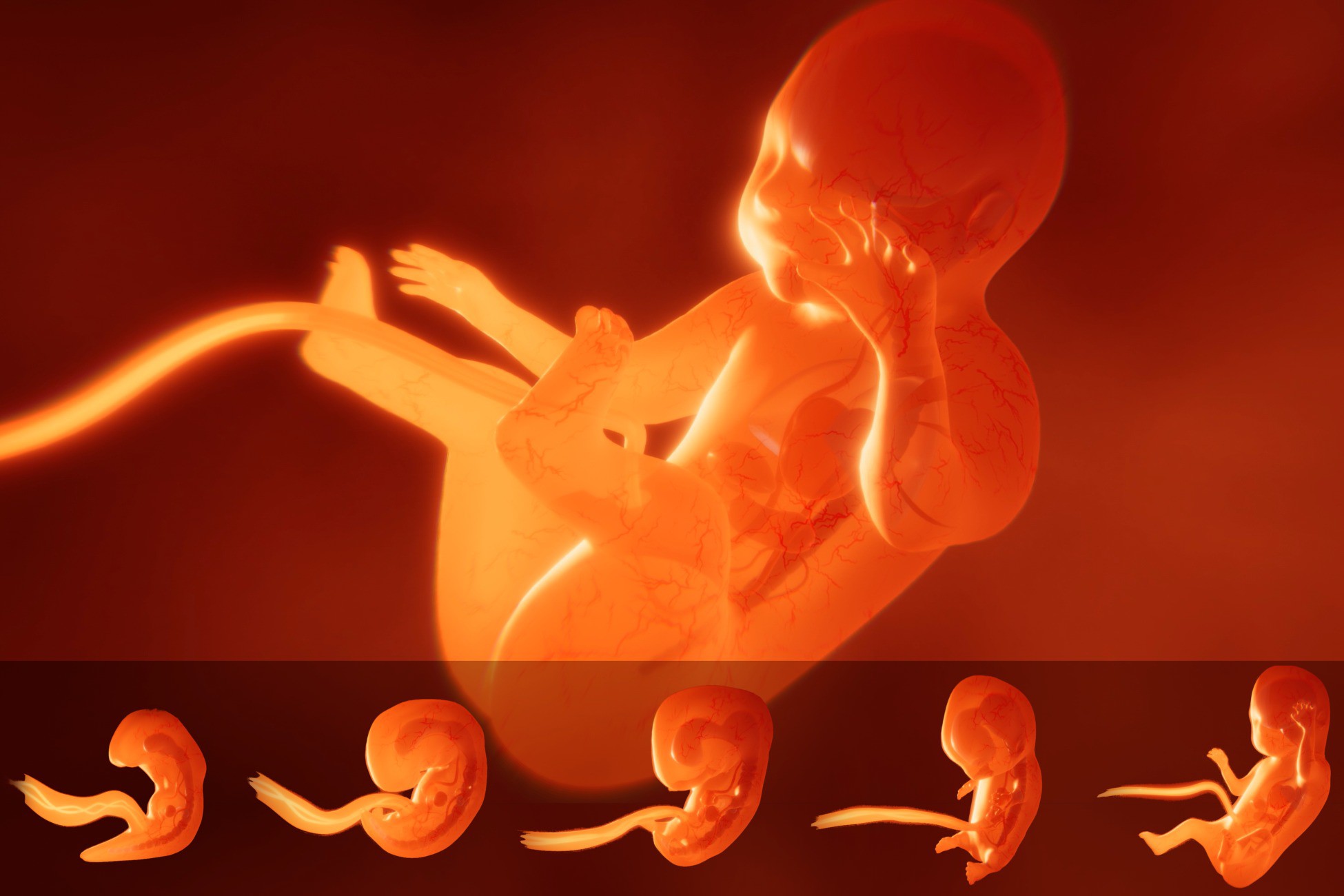 Human embryo with internal organs. Animation of development by u3d