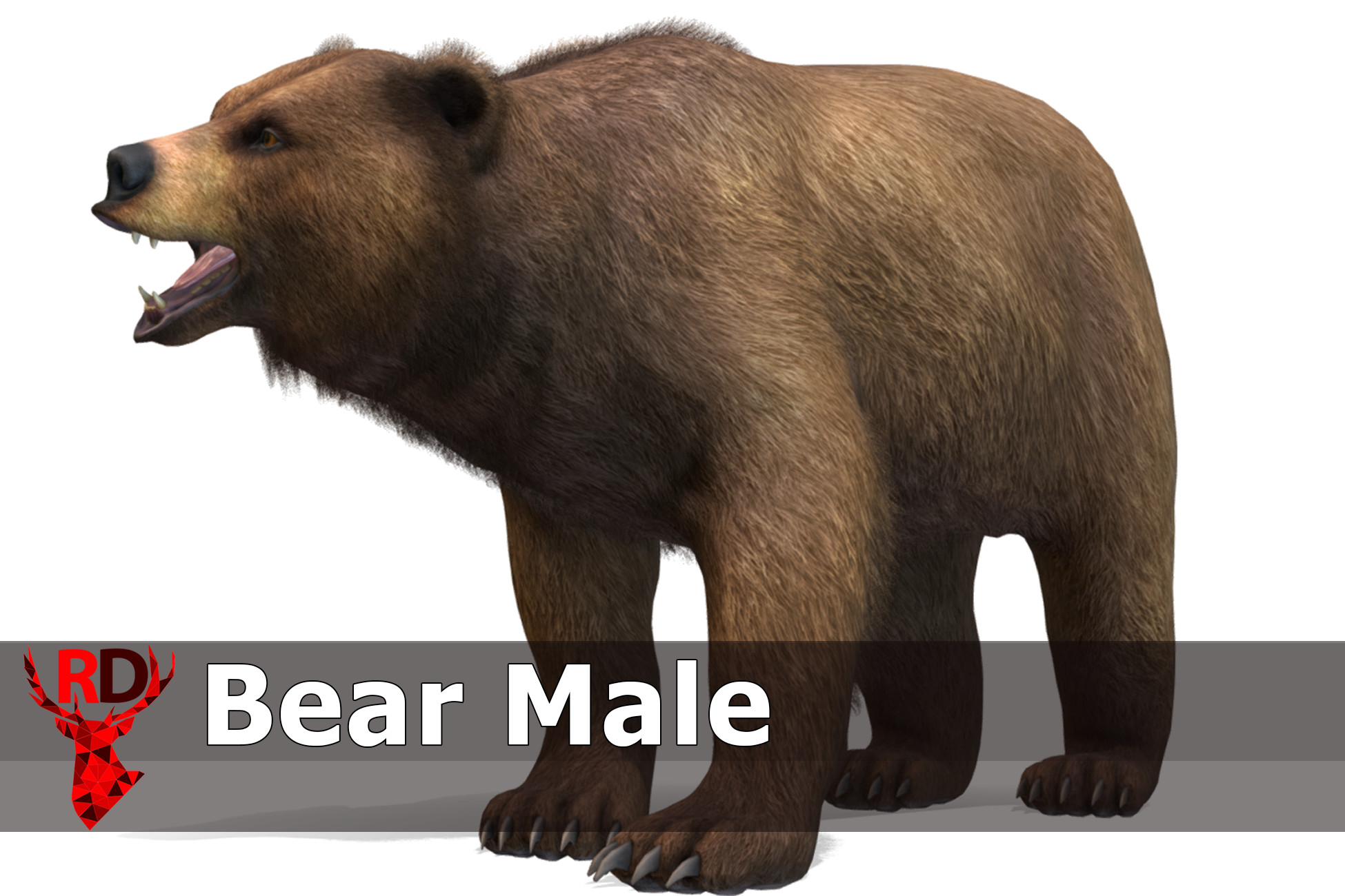 Bear - Male | Characters | Unity Asset Store