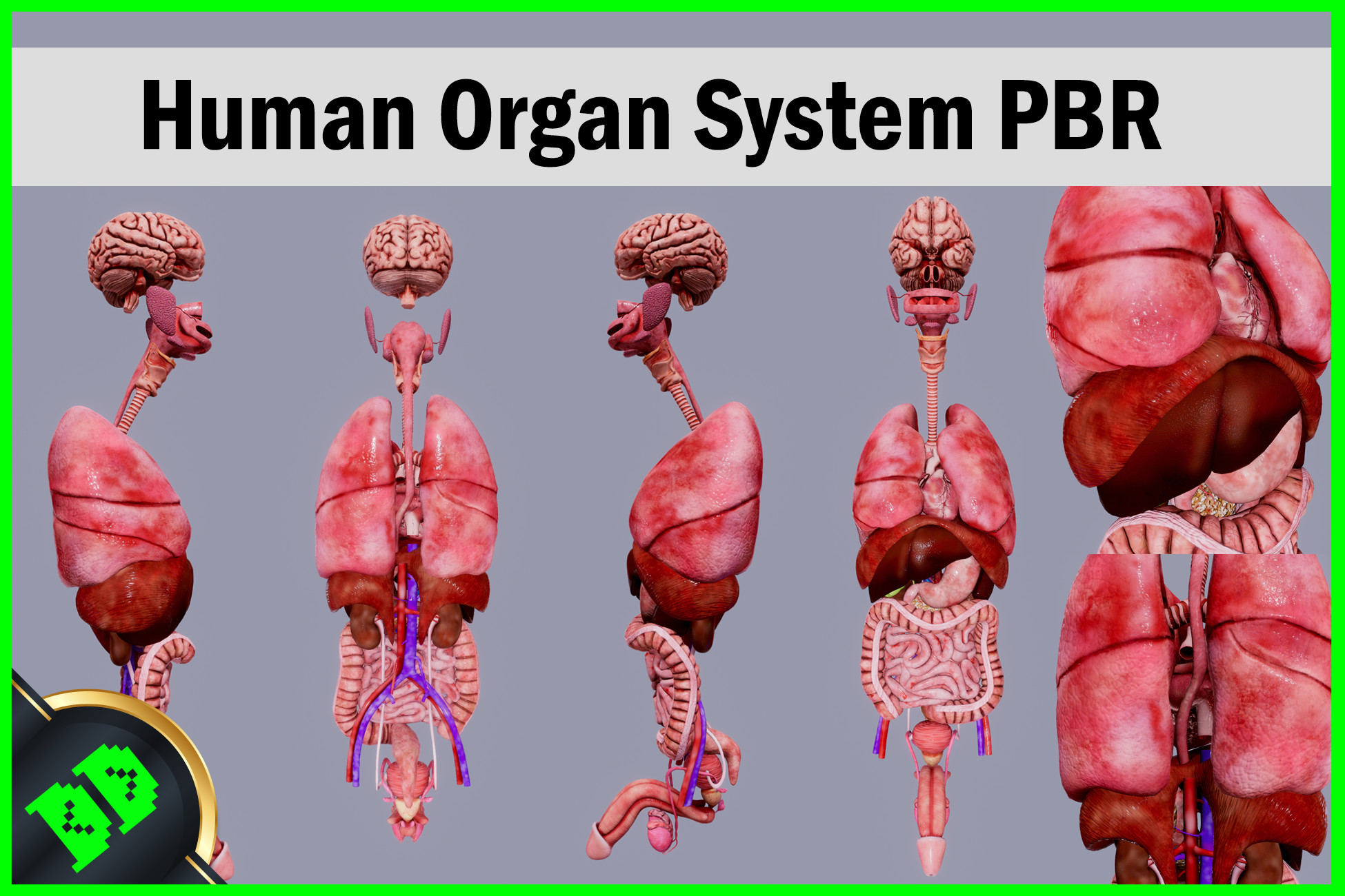 Human Organ System PBR | 角色 | Unity Asset Store