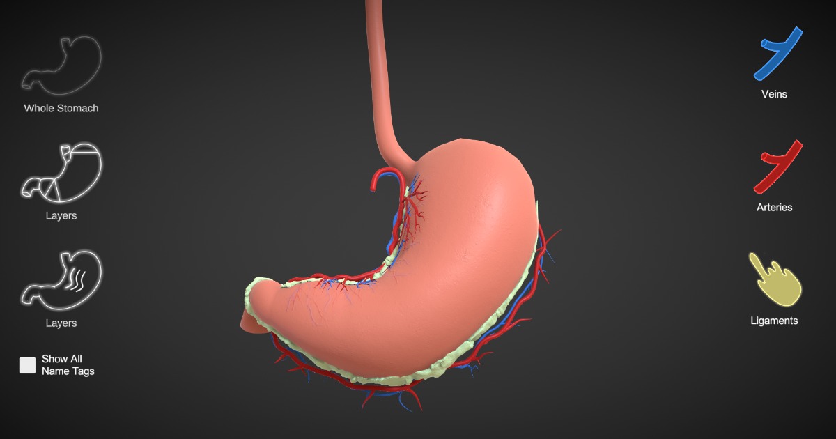 Stomach Anatomy | 3D Characters | Unity Asset Store