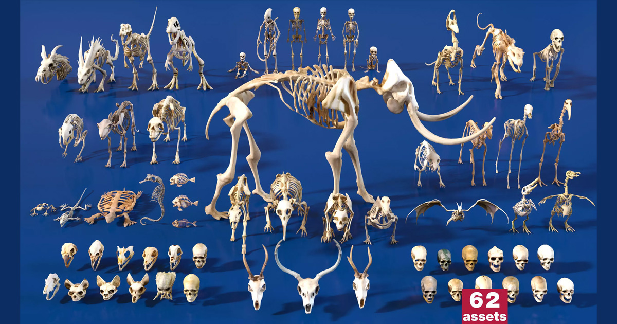 Ultimate Skeleton and Skull Pack. Game-ready low-poly assets | 3D ...