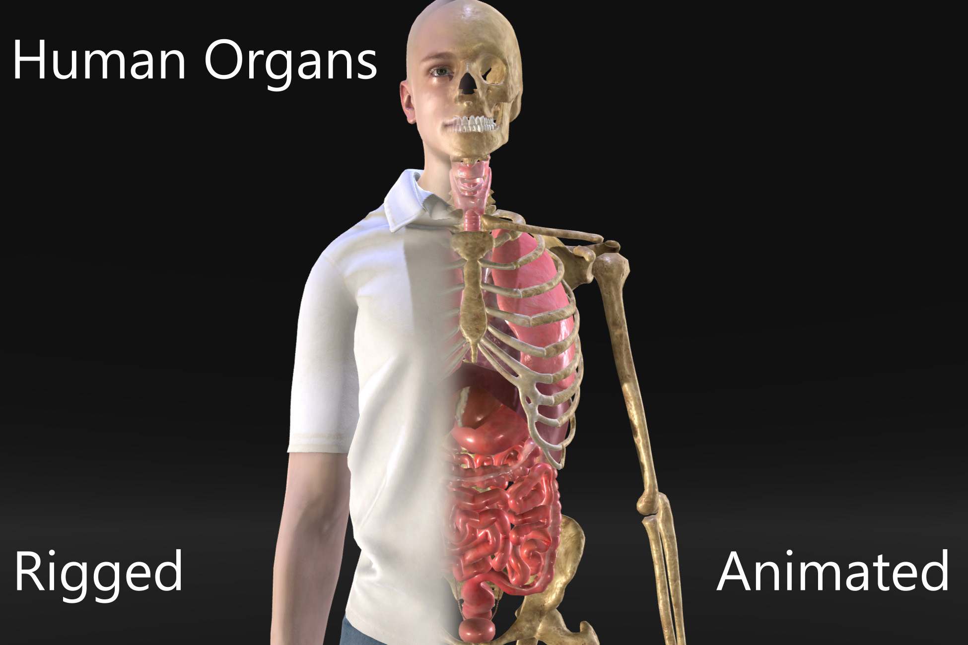 Skeleton With Internal Organs Rigged | Characters | Unity Asset Store