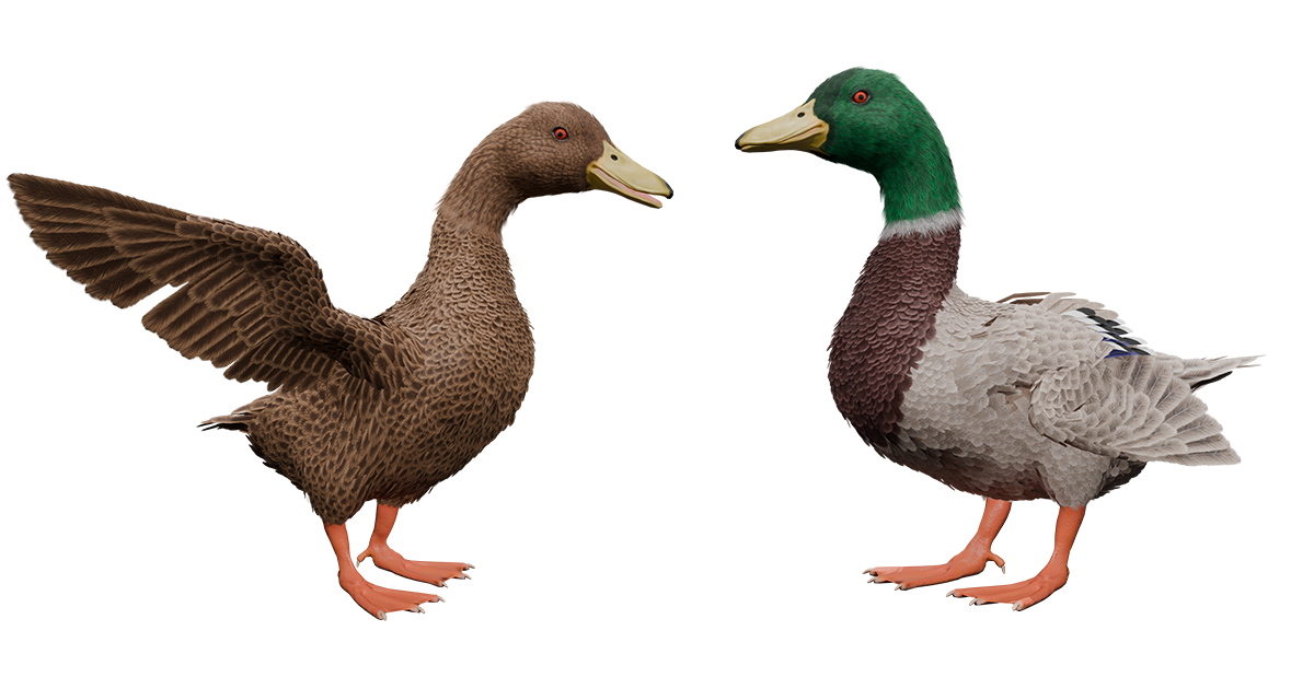 Duck Feathered | Characters | Unity Asset Store