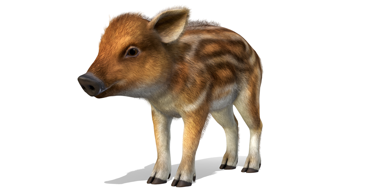 Wild Boar - Young | Characters | Unity Asset Store