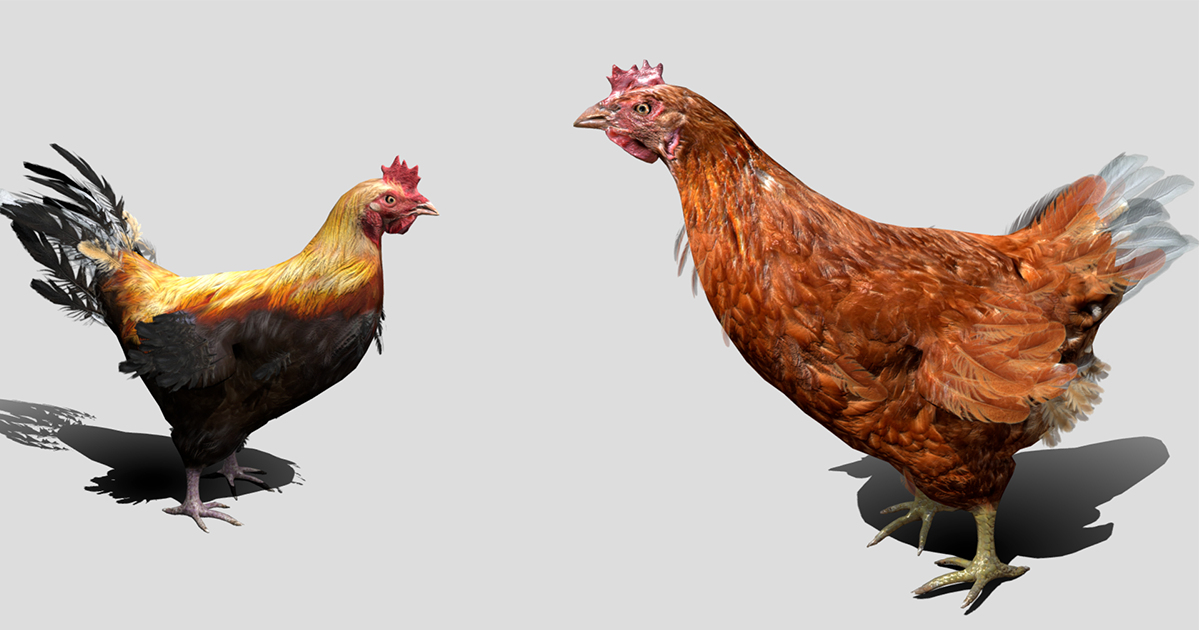 Chicken/Hen and rooster | キャラクター | Unity Asset Store