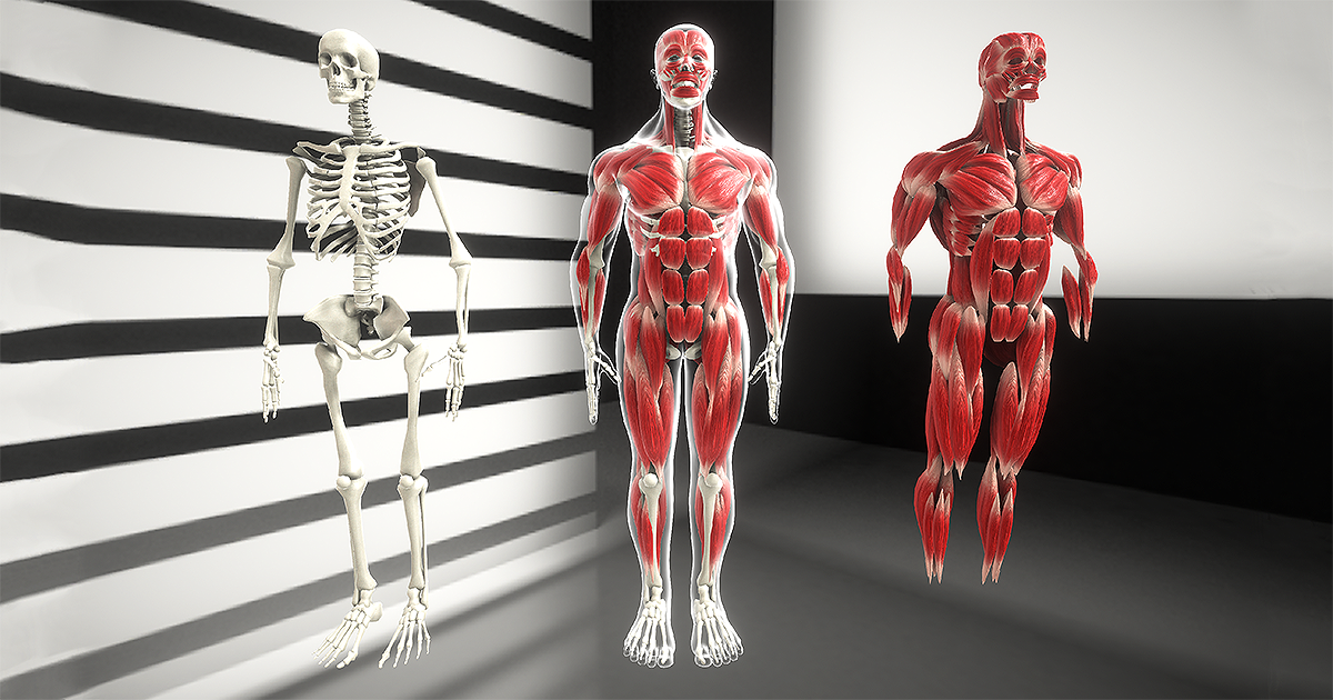 Human Male Anatomy | Characters | Unity Asset Store