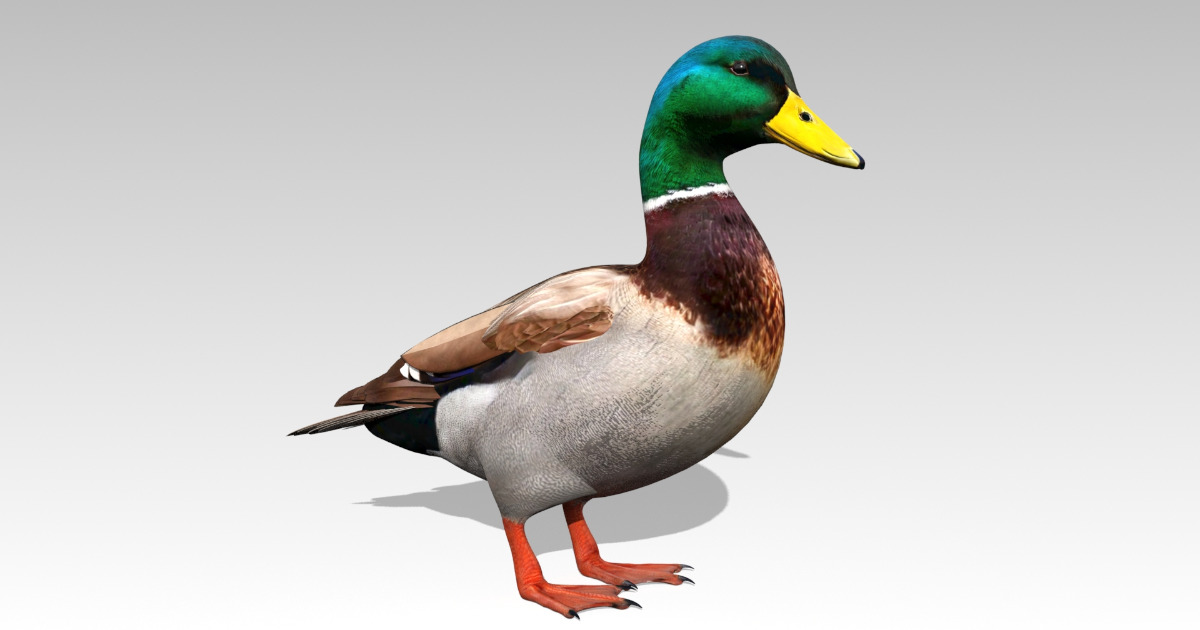 Mallard Duck | Characters | Unity Asset Store