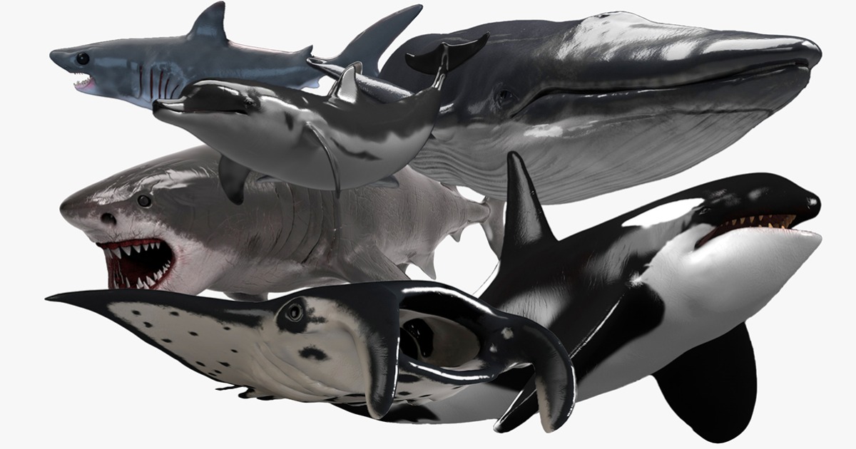 Sea Predator Pack | 3D 생물 | Unity Asset Store