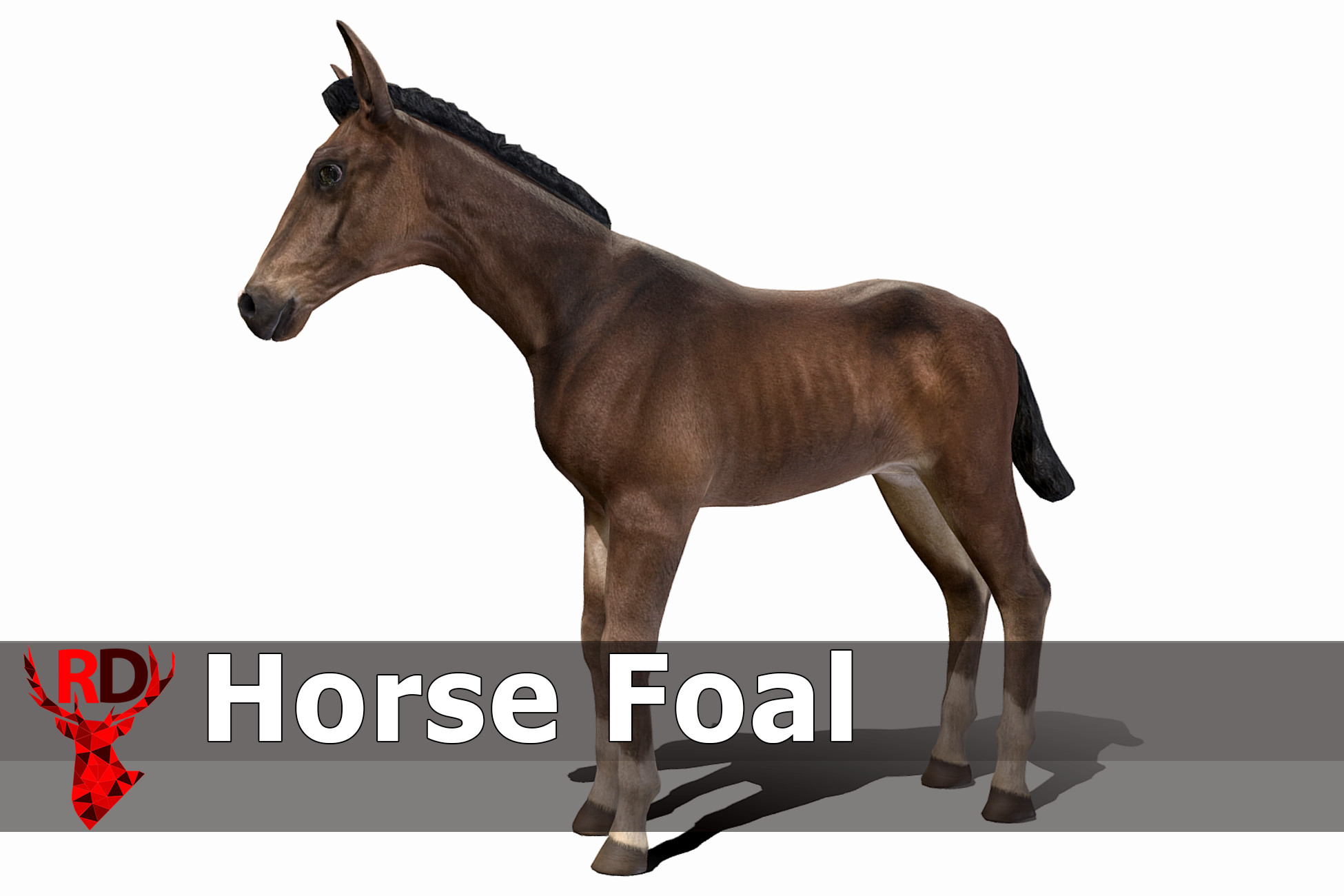 Horse foal | Characters | Unity Asset Store