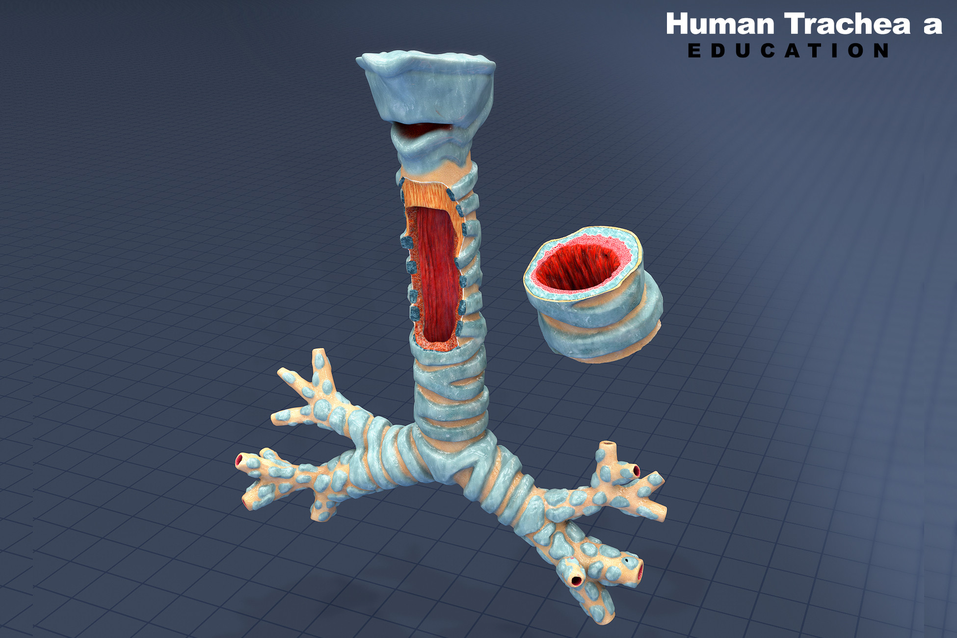 Human Trachea Education | 3D Characters | Unity Asset Store