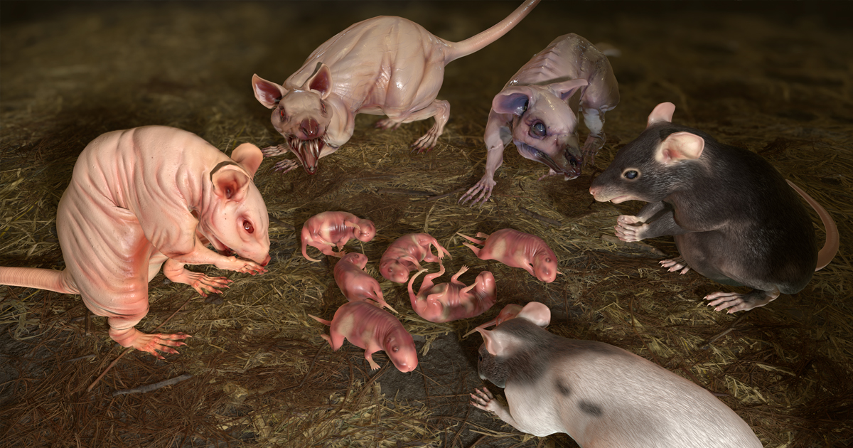 Rats Complete Pack | 3D 生物 | Unity Asset Store