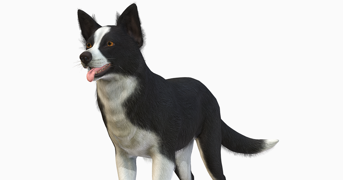 Dog - Border Collie | 3D Animals | Unity Asset Store