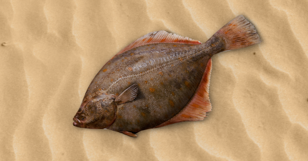 Flounder - fish | Characters | Unity Asset Store