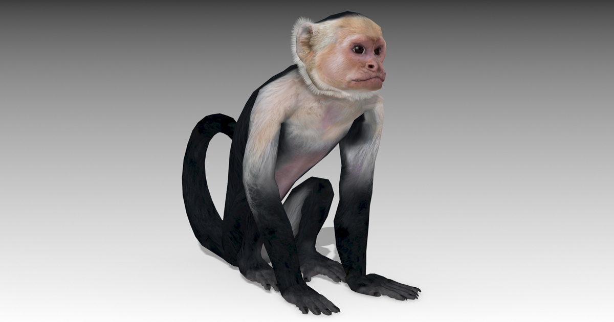 Capuchin Monkey | Characters | Unity Asset Store