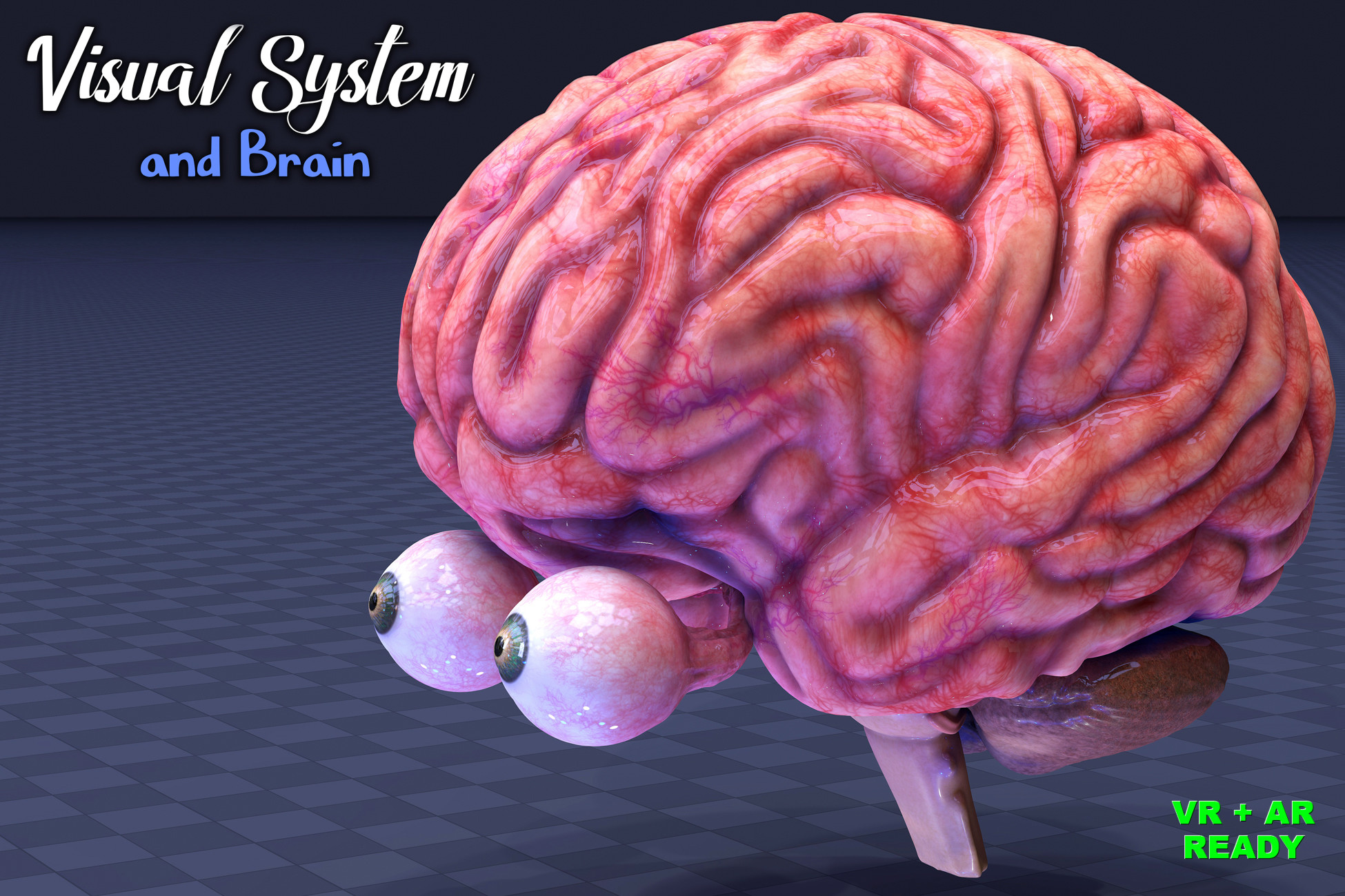 Visual System and Brain Animation | 3D Characters | Unity Asset Store
