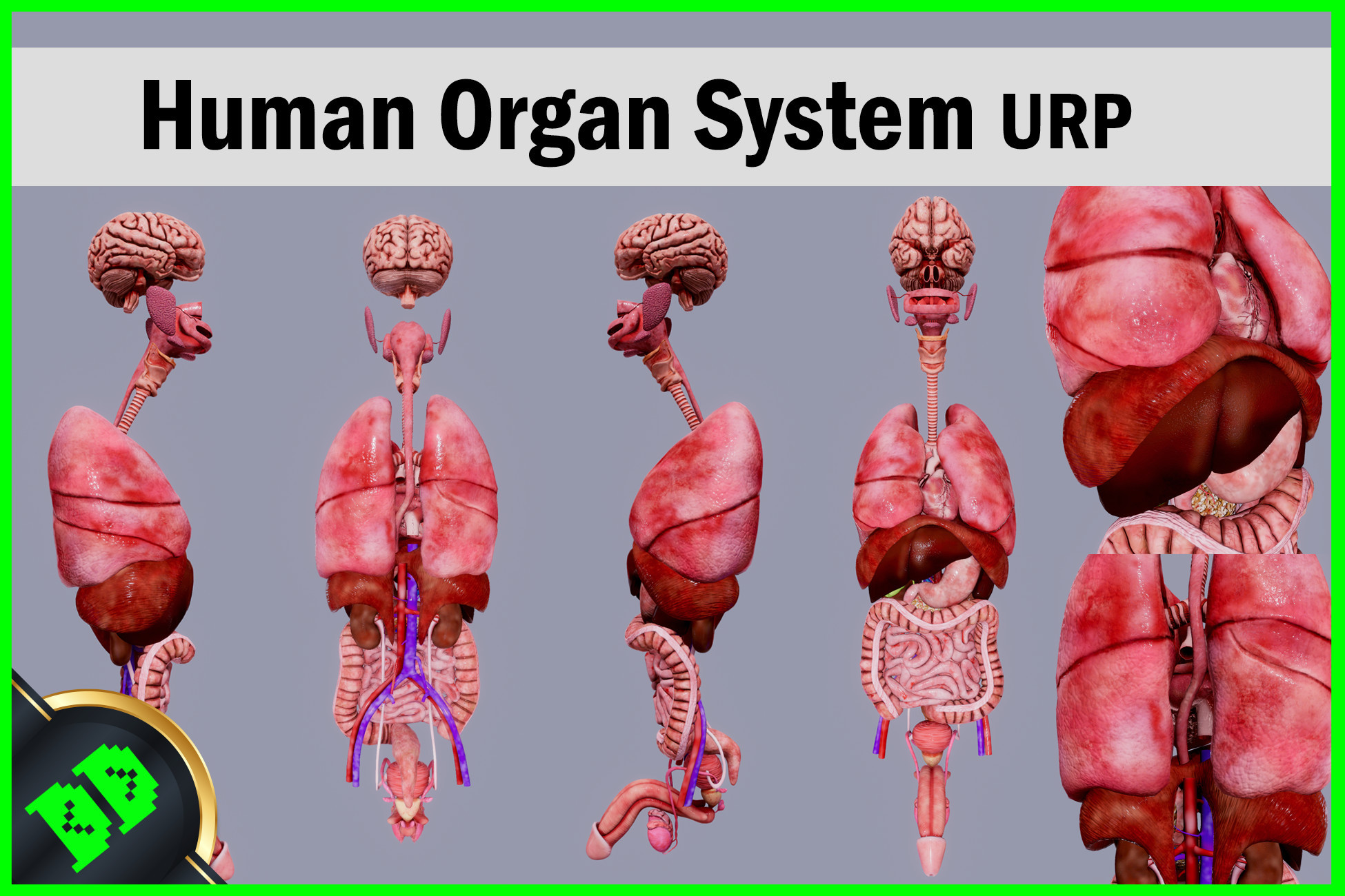 Human Organ System URP | 3D Humanoids | Unity Asset Store