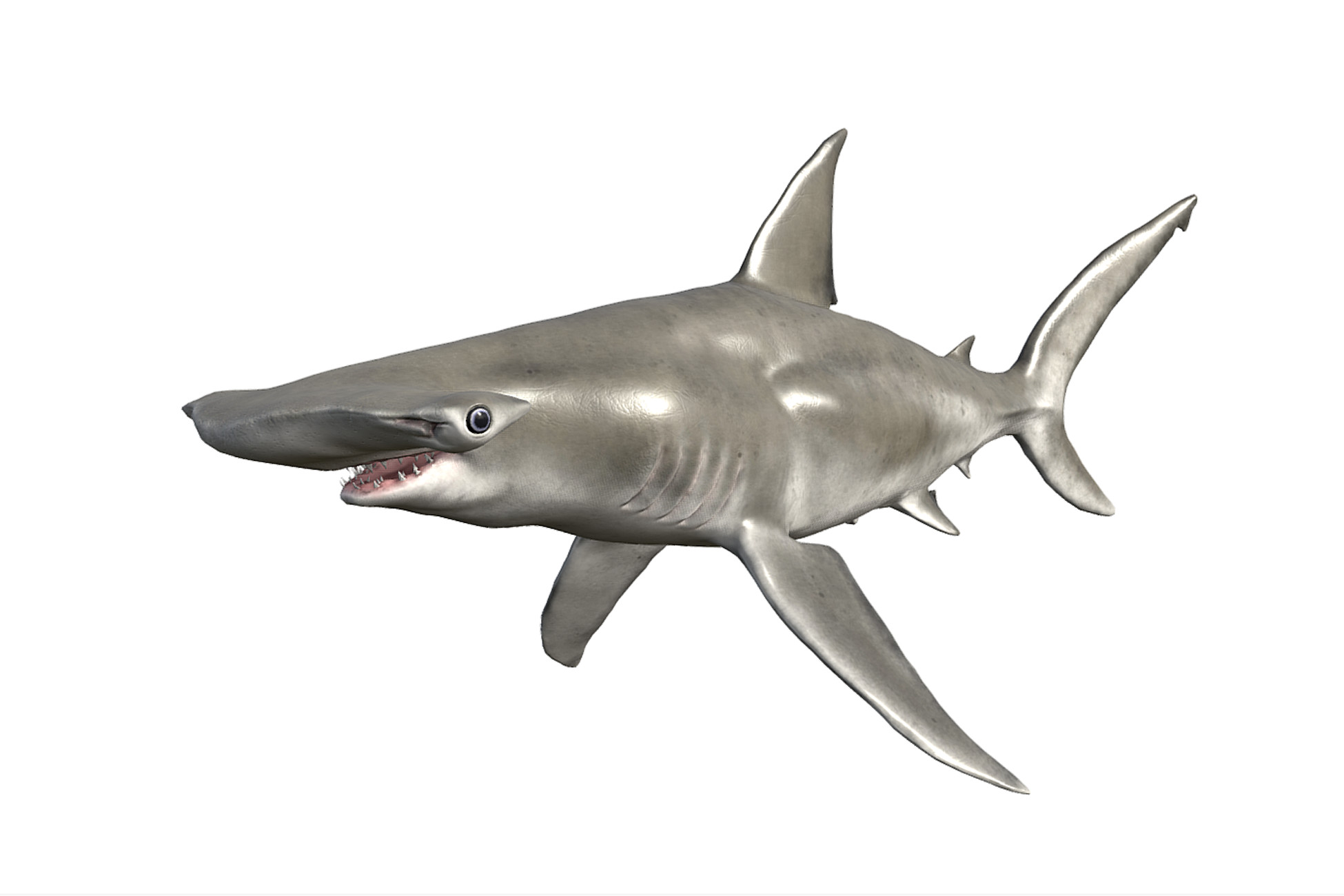 Standart Hammerhead Shark | Characters | Unity Asset Store