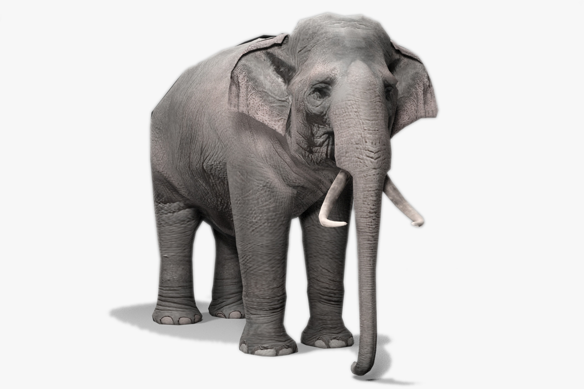 Asian Elephant Animated | Characters | Unity Asset Store