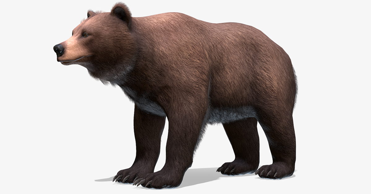 Bear - Female | Characters | Unity Asset Store