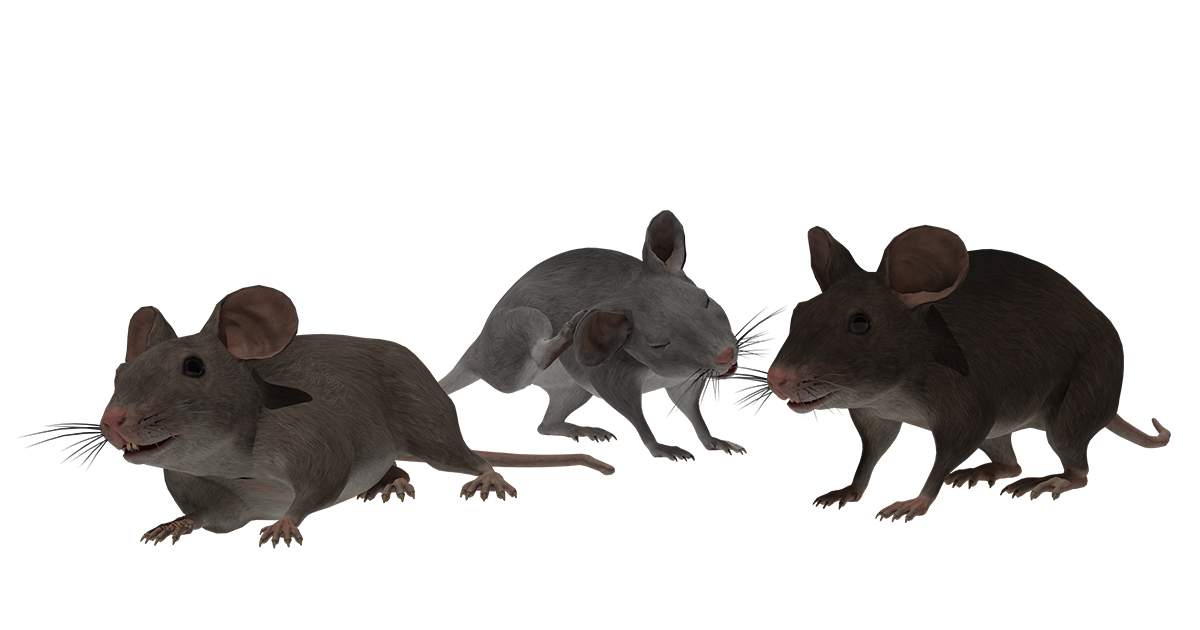 Mouse | Characters | Unity Asset Store