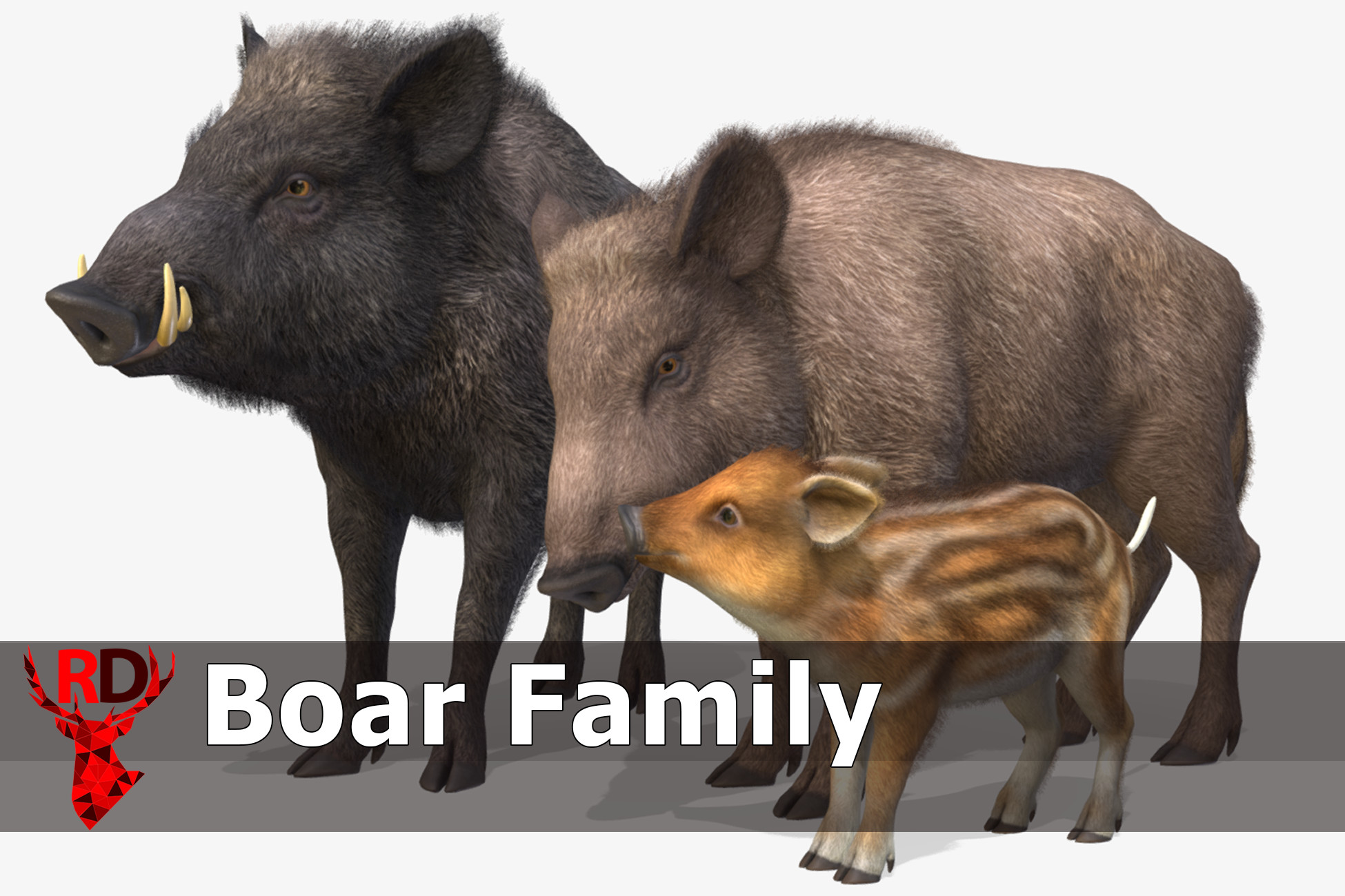 Wild Boar - Family | Characters | Unity Asset Store