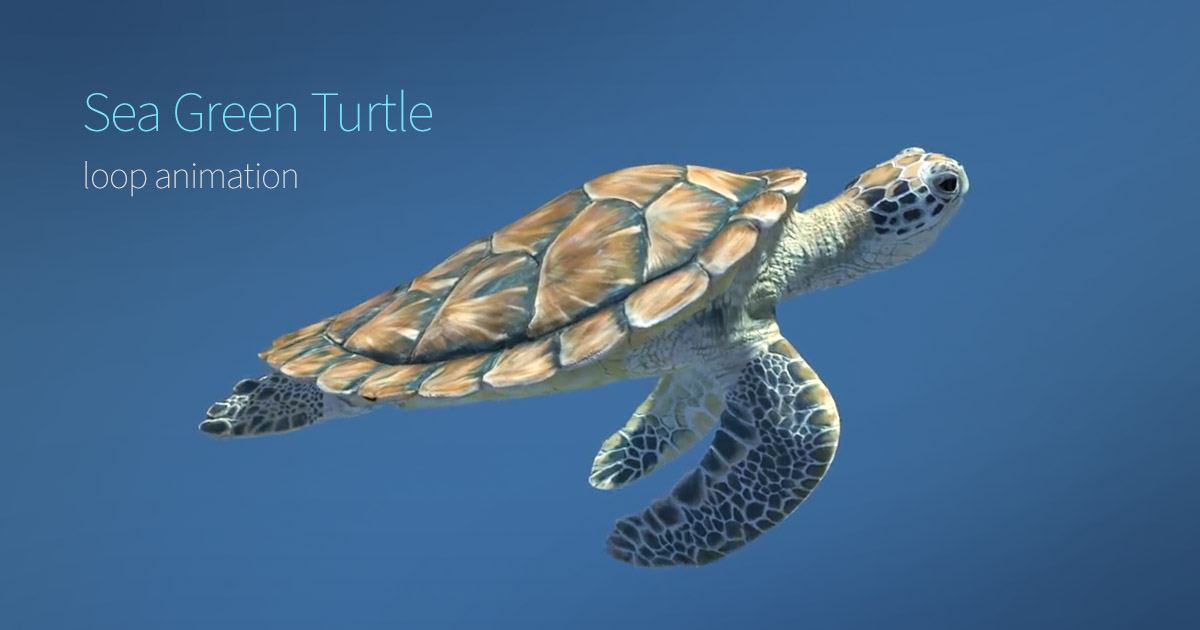 Sea Green Turtle | Characters | Unity Asset Store
