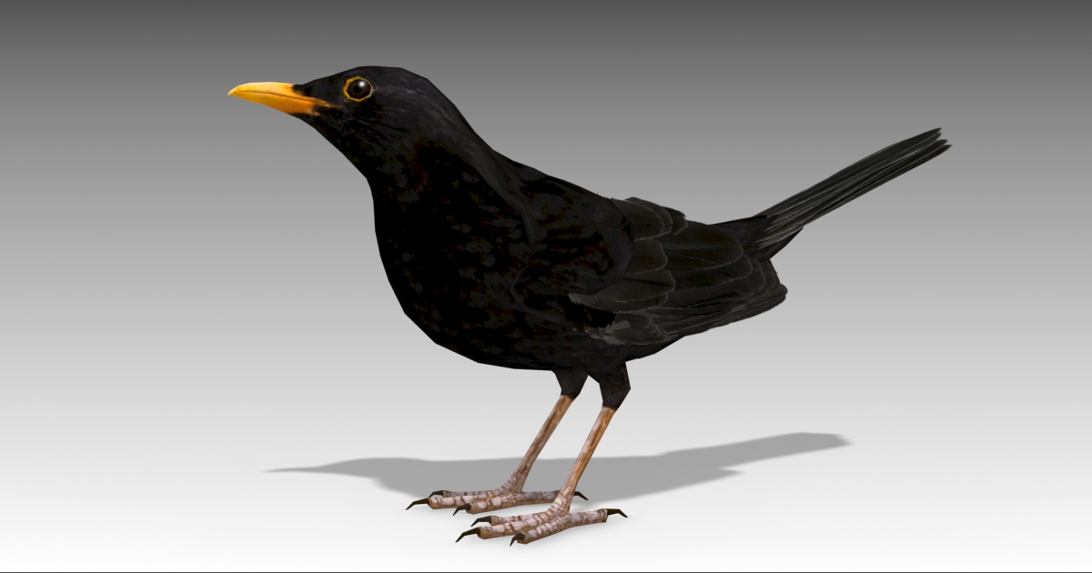 Blackbird | Characters | Unity Asset Store