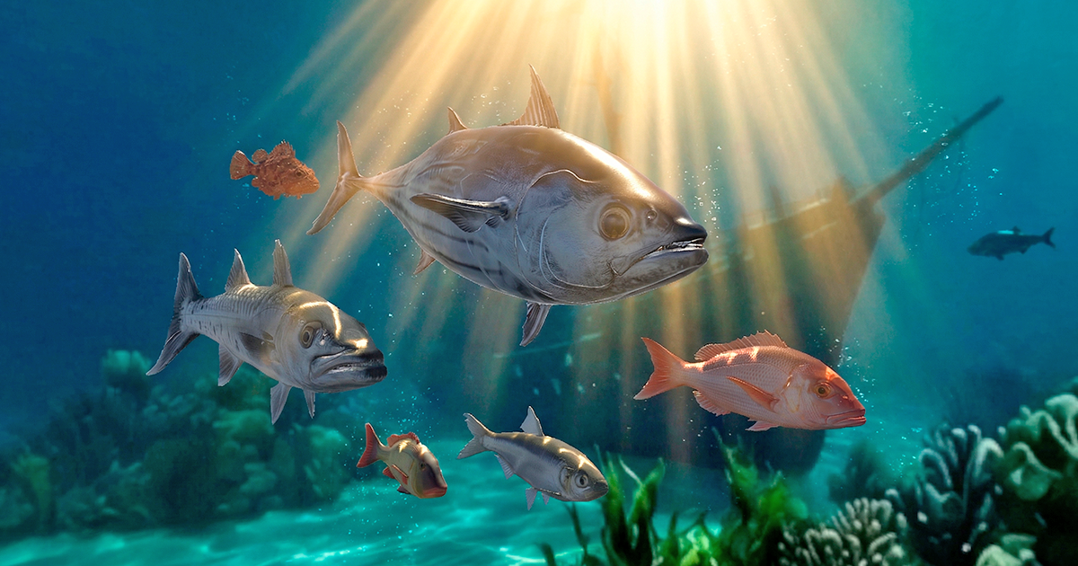 Commercial sea fish - large pack | Characters | Unity Asset Store
