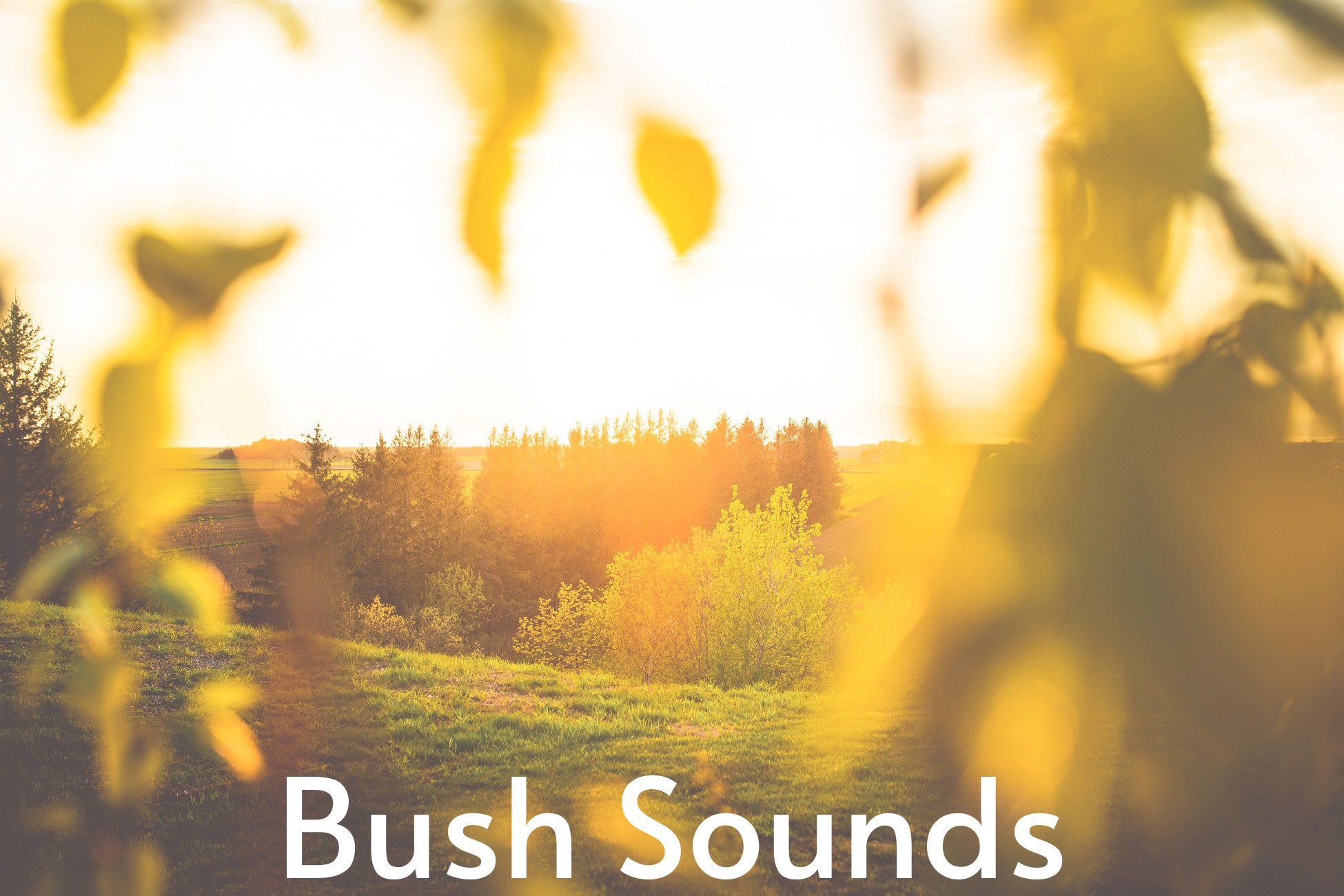 +30 Bushes Sounds SFX Pack - Grass - Foliage | Audio Sound FX | Unity ...