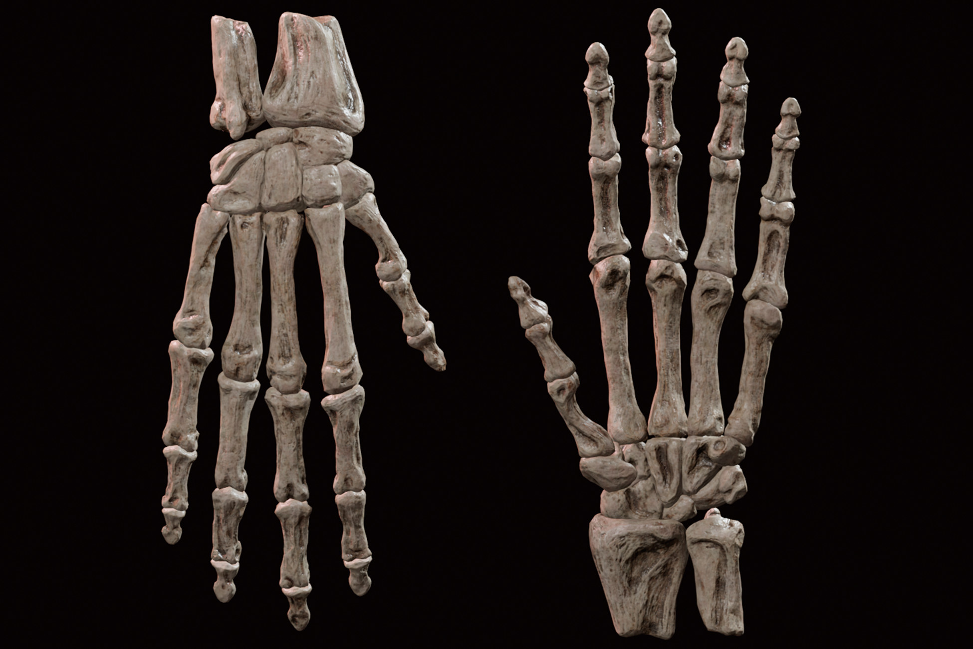 VR Skeleton Hand (Left & Right) | 3D Creatures | Unity Asset Store
