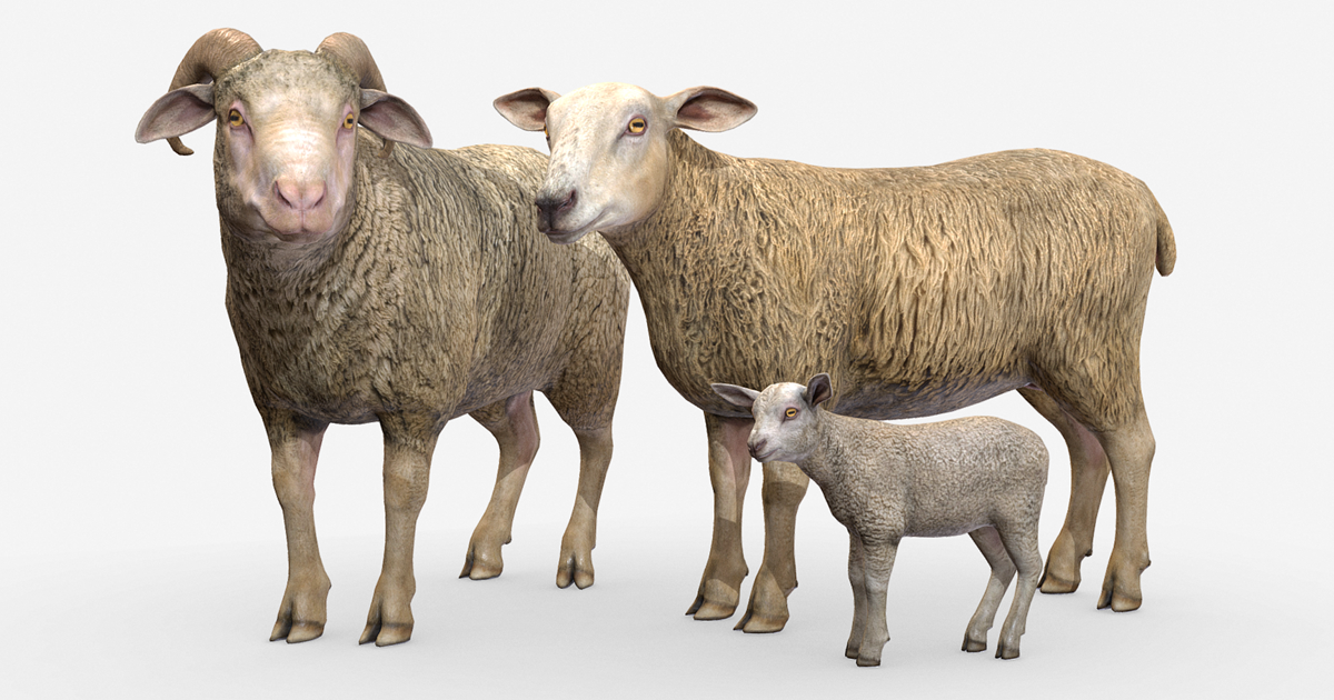 Sheep Family | Characters | Unity Asset Store