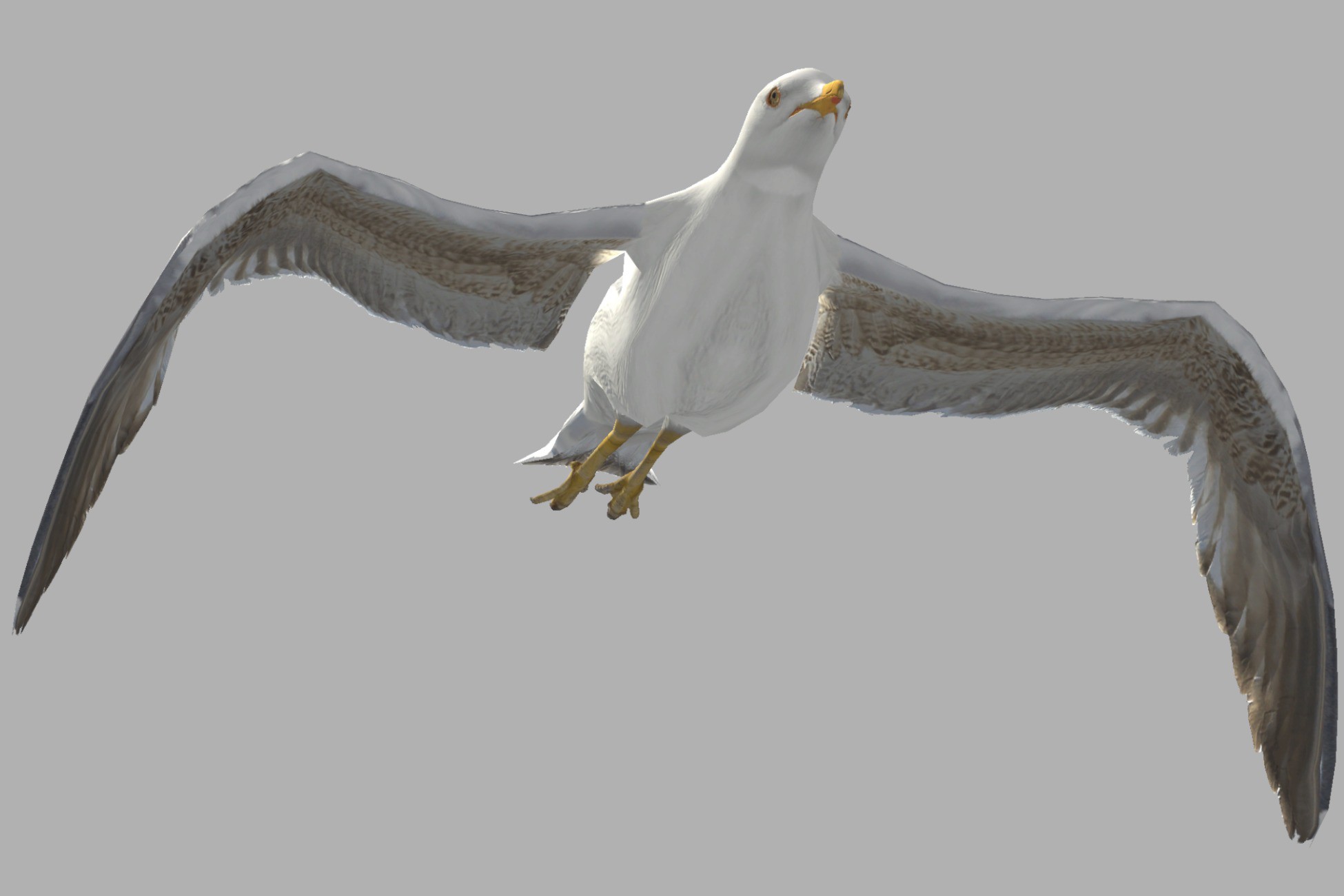 Seagull (Larus canus) | Characters | Unity Asset Store