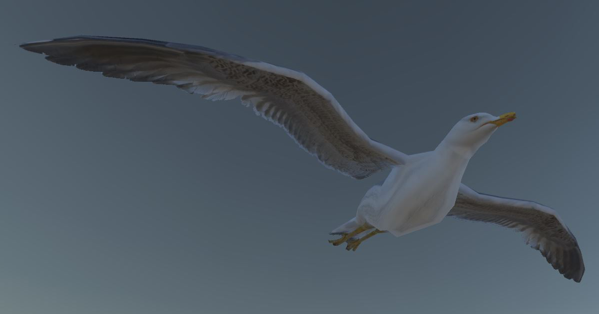 Seagull (Larus canus) | Characters | Unity Asset Store