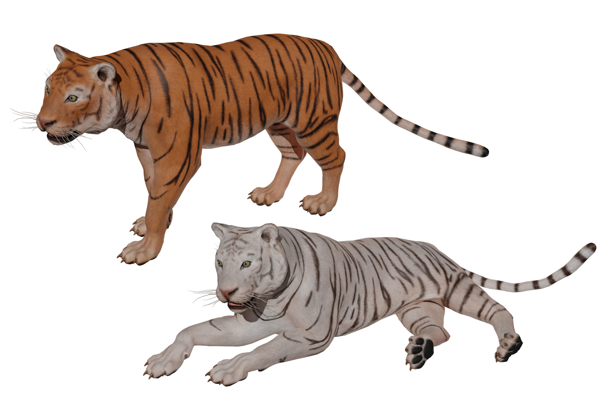 Bengal and African Tiger | 캐릭터 | Unity Asset Store