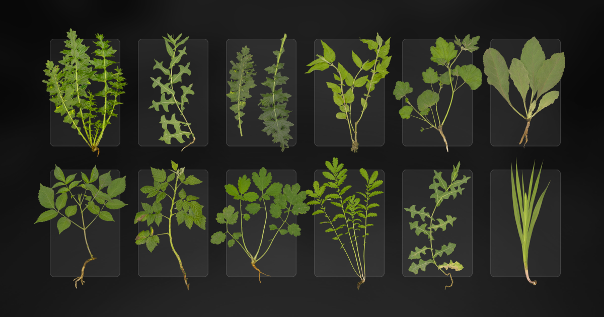Flora Textures 01 | 3D Plants | Unity Asset Store