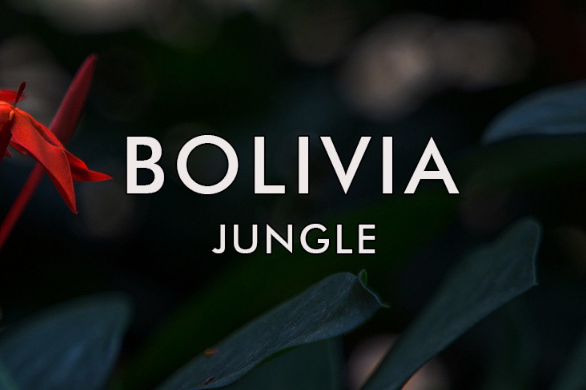 Bolivia Jungle Vol.1 | Audio Ambient | Unity Asset Store