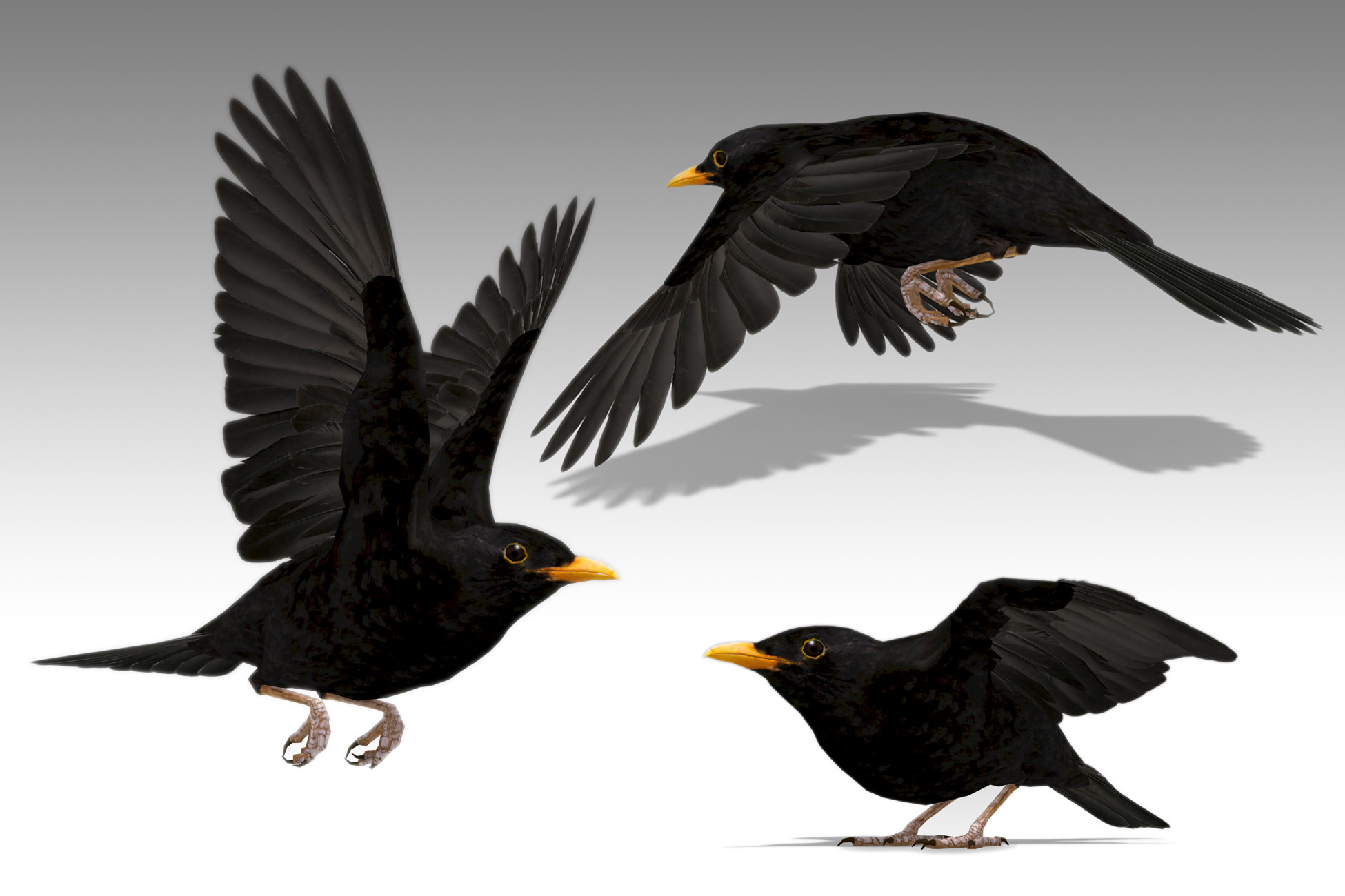 Blackbird | Characters | Unity Asset Store