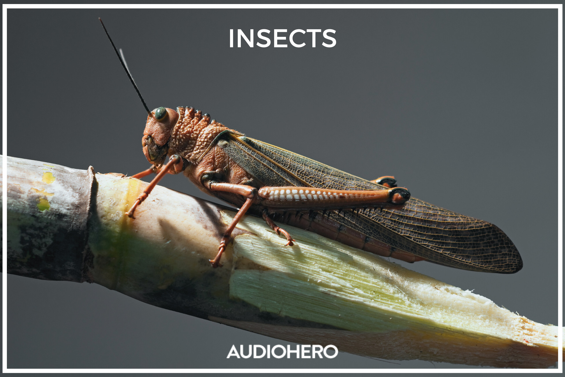 Insects SFX Collection | Animals Sound FX | Unity Asset Store