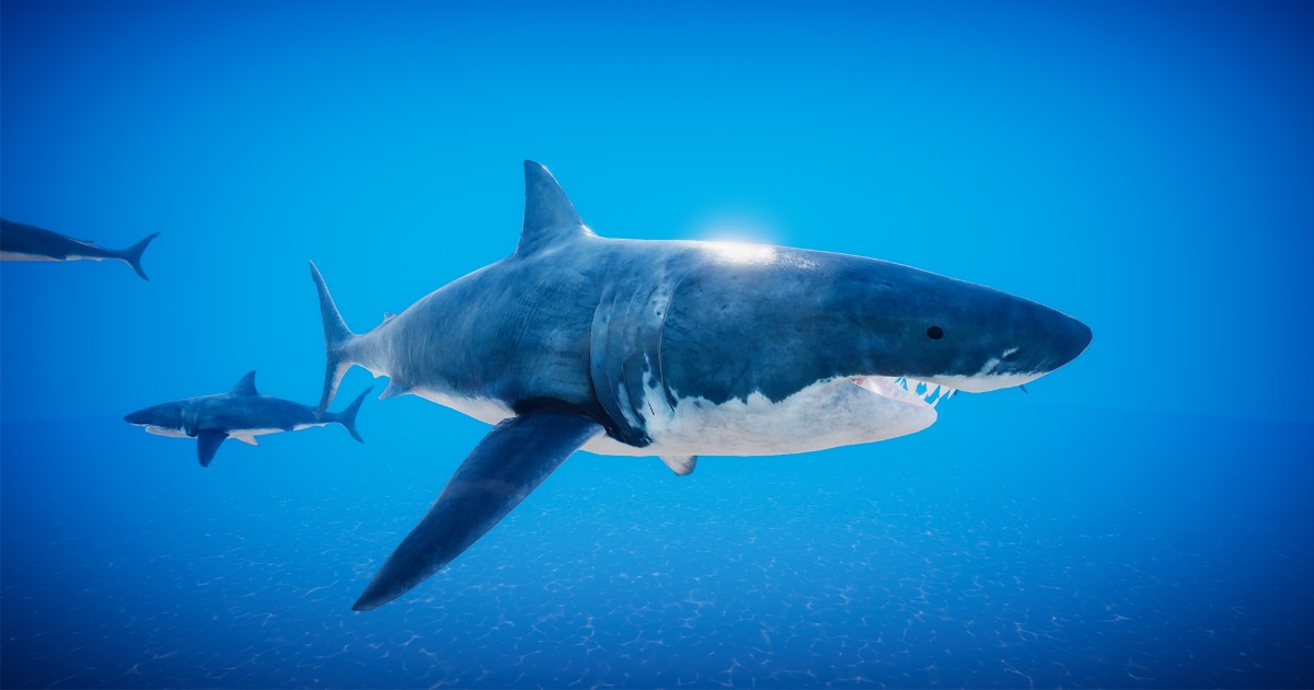 Great White Shark with Spline System | Characters | Unity Asset Store