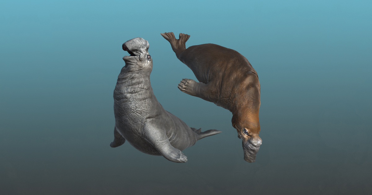 Arctic Animals Seal Elephant (Short Version) | 3D 캐릭터 | Unity Asset Store