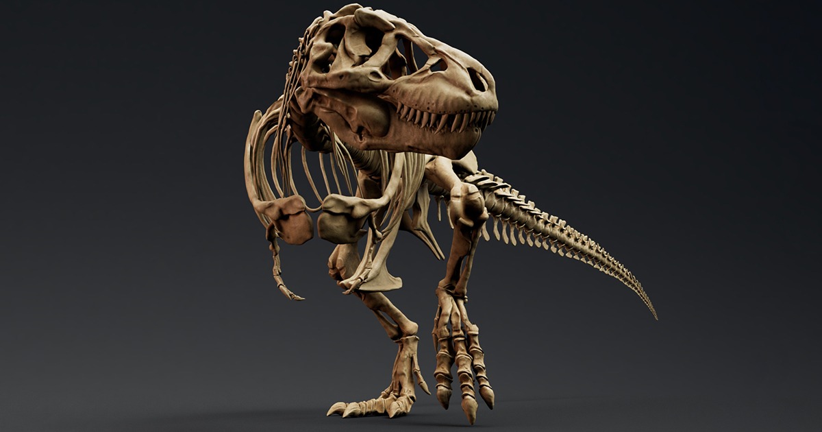 Dinosaur Tyrannosaurus Rex Sue Skeleton | 3D Creatures | Unity Asset Store