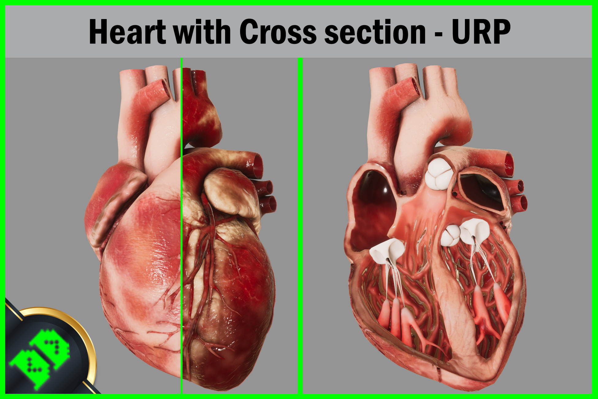 Heart with Cross section - URP | 3D ヒューマノイド | Unity Asset Store