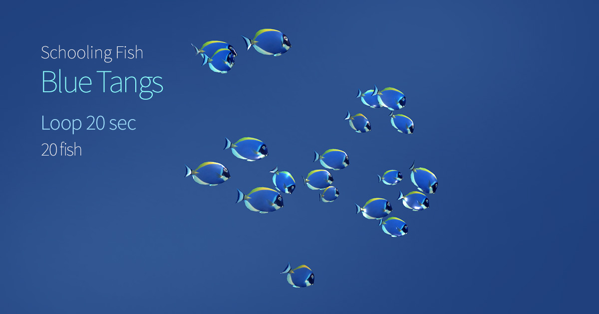 Blue Tangs | Characters | Unity Asset Store